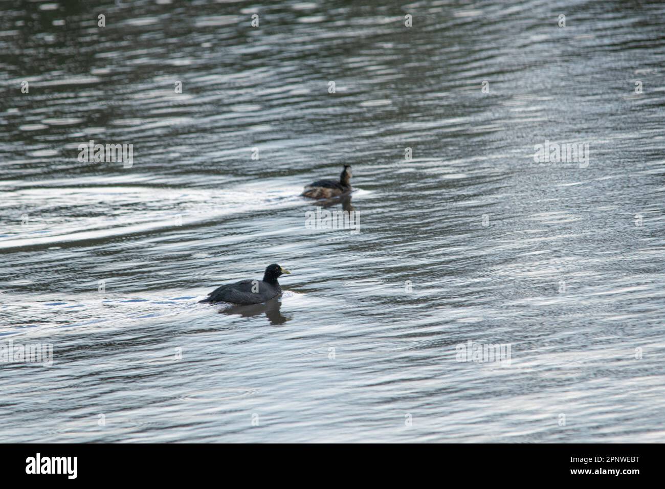 White-tufted grebe swimming in the lake Stock Photo - Alamy