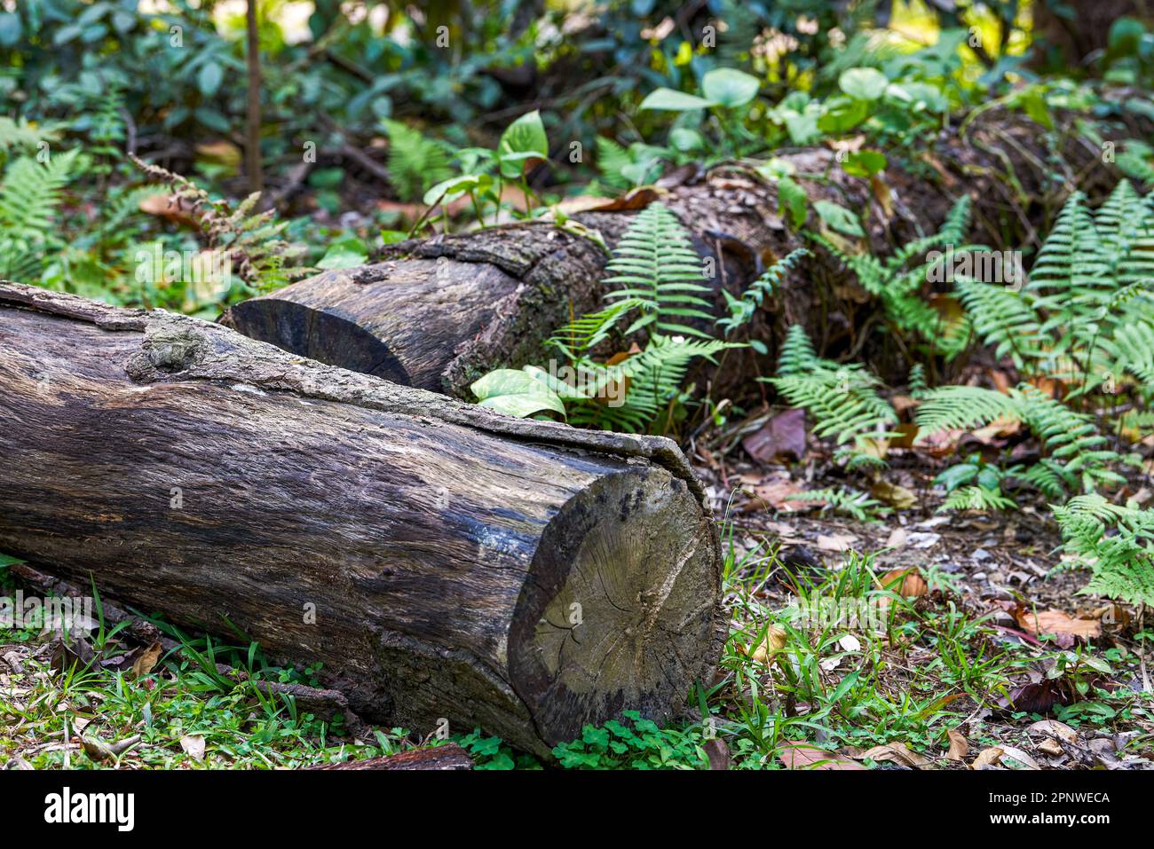 A huge log abandoned in a forest park Stock Photo - Alamy
