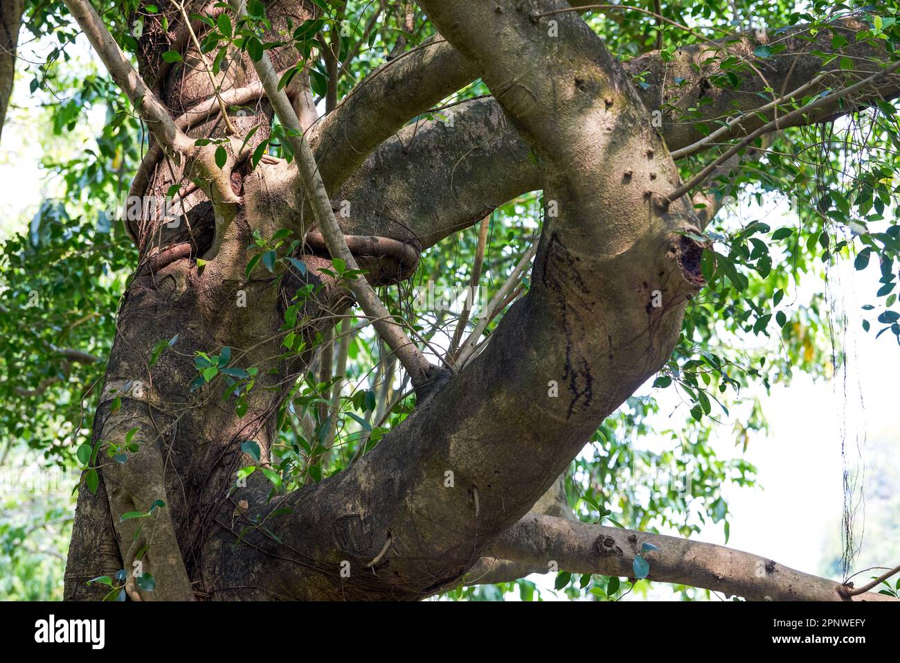 old trees growing in forest park Stock Photo - Alamy
