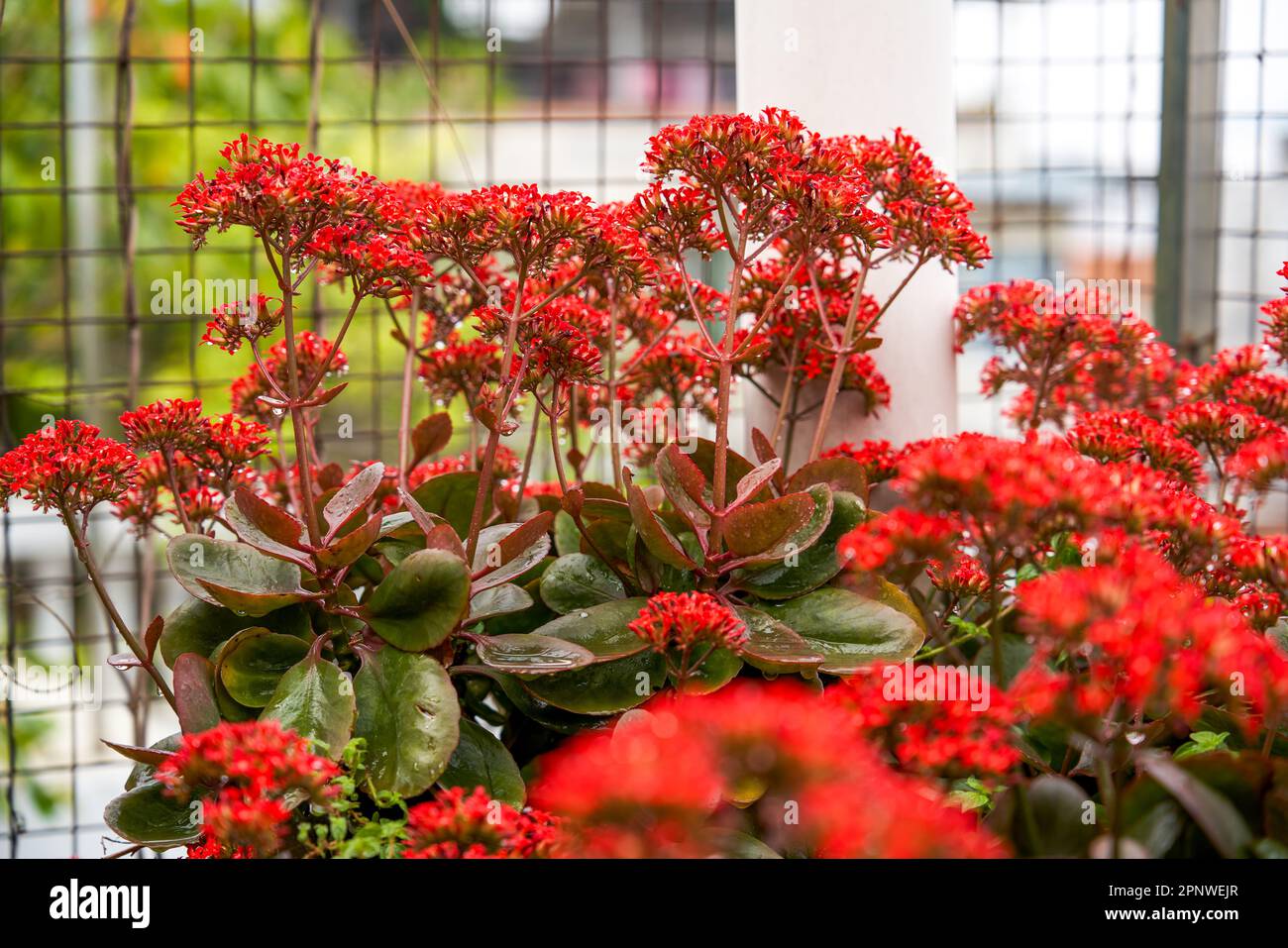 Lush red Kalanchoe flowers growing in the garden Stock Photo - Alamy
