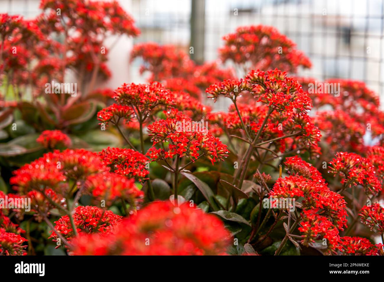 Lush red Kalanchoe flowers growing in the garden Stock Photo - Alamy