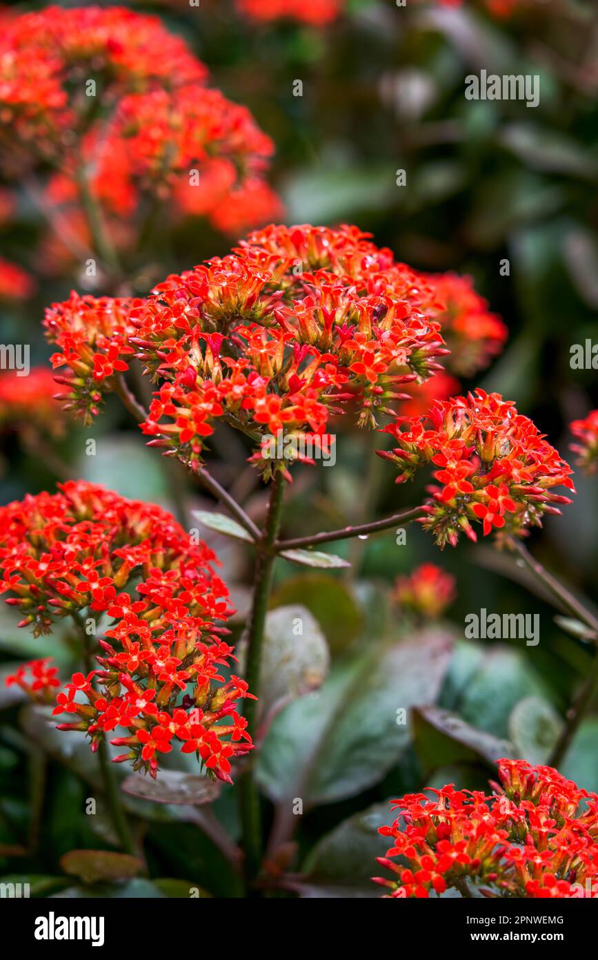 Perennial succulent plant kalanchoe orange hi-res stock photography and ...