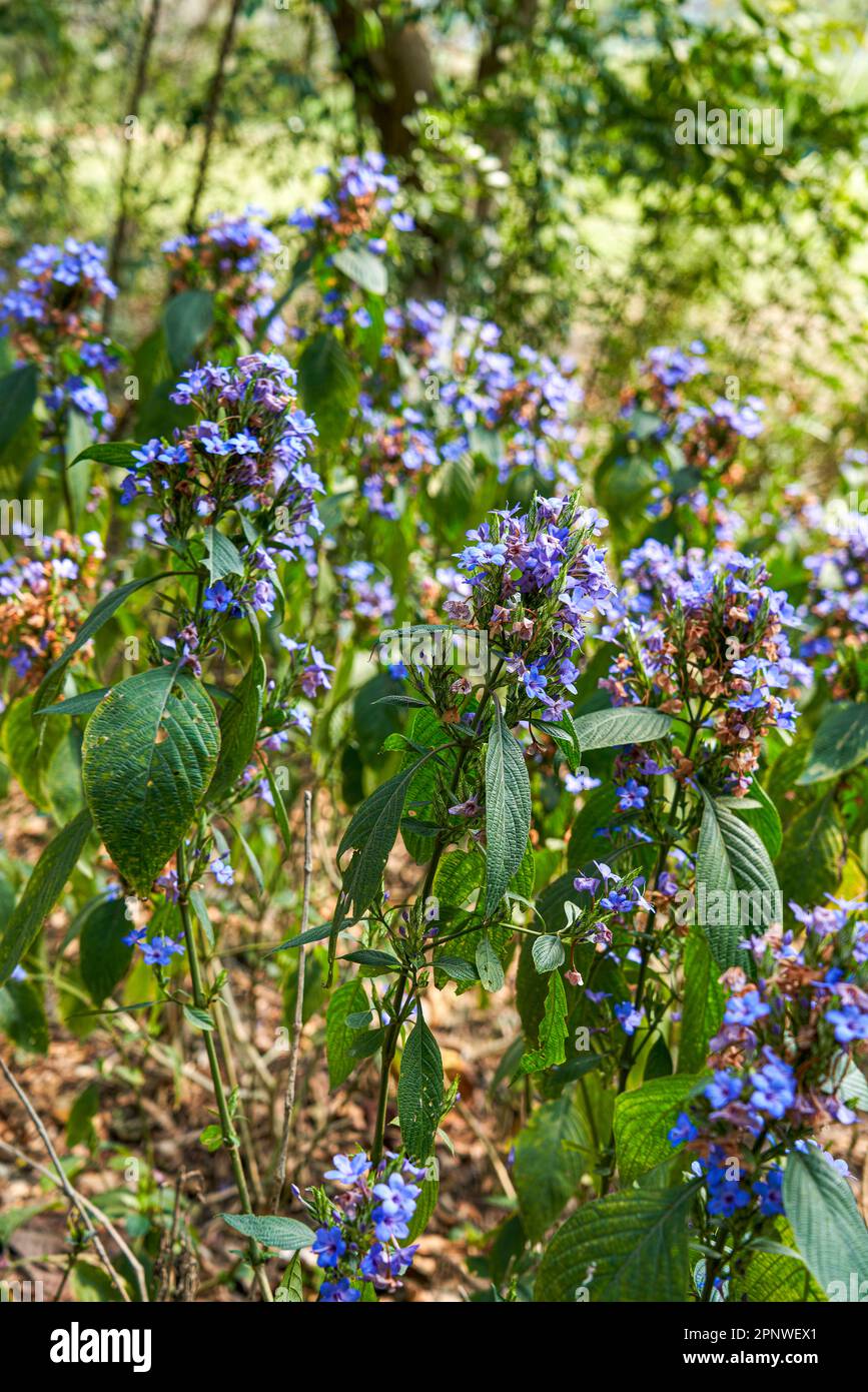 Philodendron species hi-res stock photography and images - Alamy