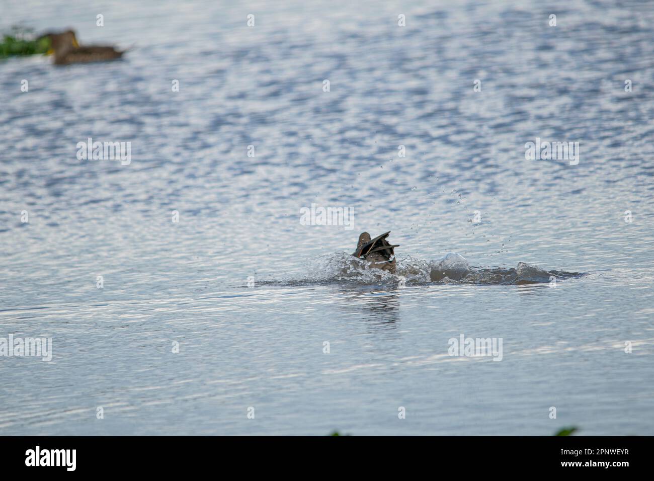 Yellow-billed pintail fishing in the lagoon Stock Photo - Alamy
