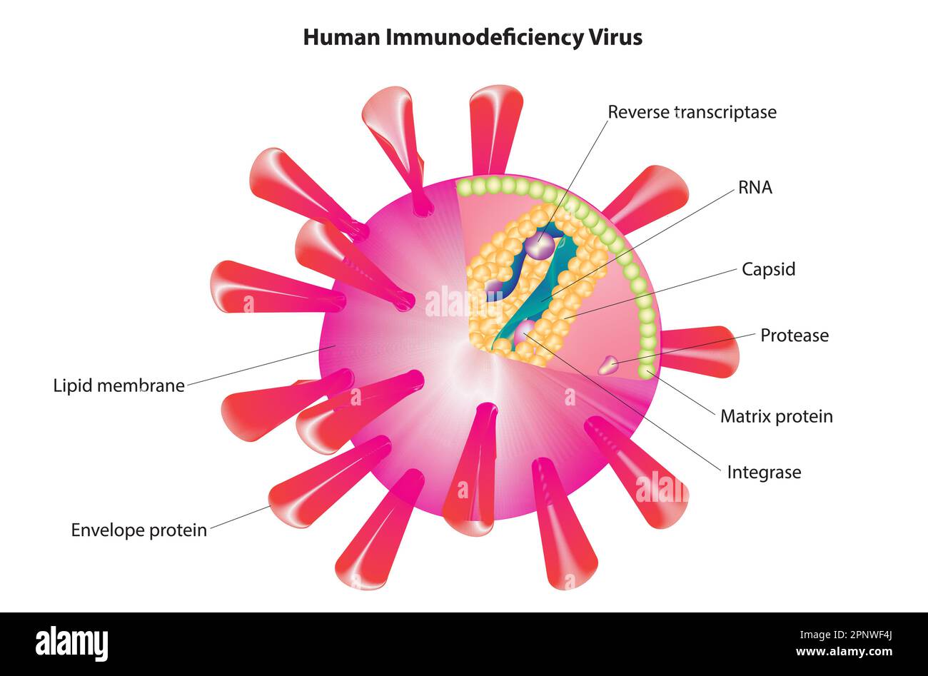 Structure of hiv Stock Vector Images - Alamy