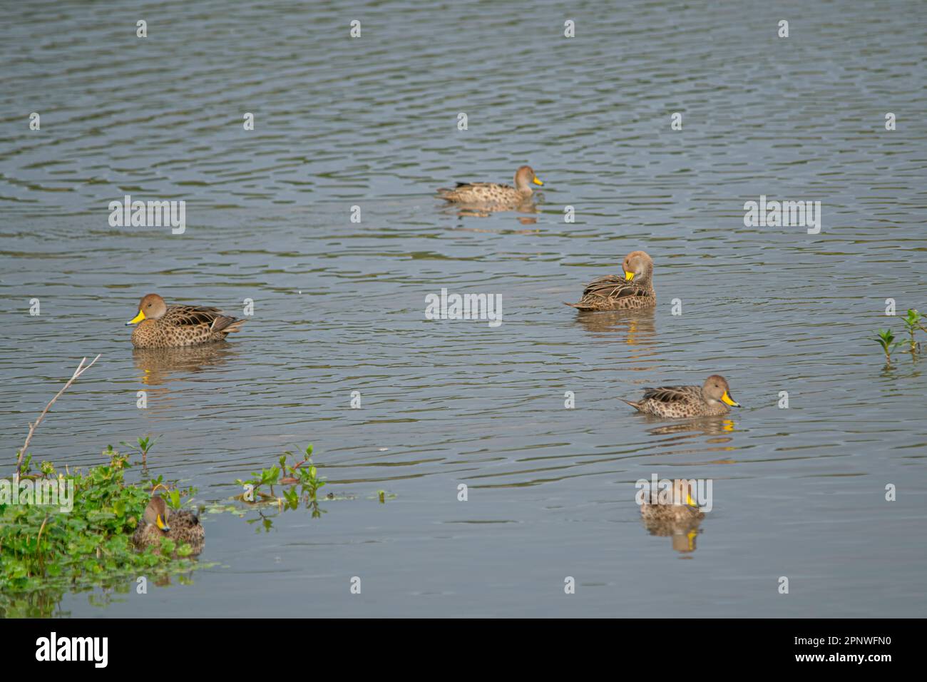 The yellow billed pintail hi-res stock photography and images - Alamy