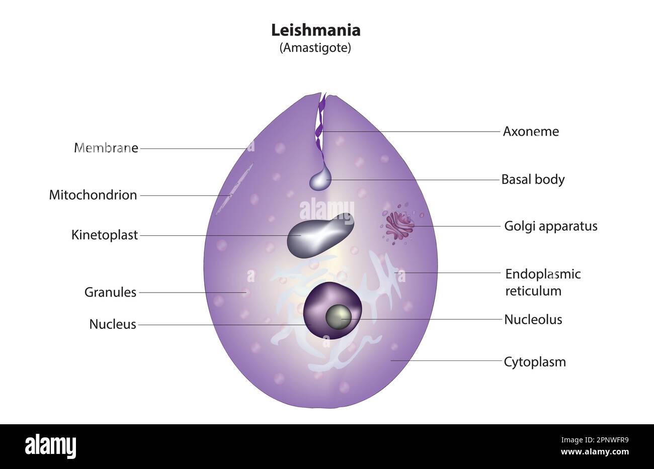 Leishmania anatomy hi-res stock photography and images - Alamy Leishmania anatomy hi-res stock photography and images - Alamy