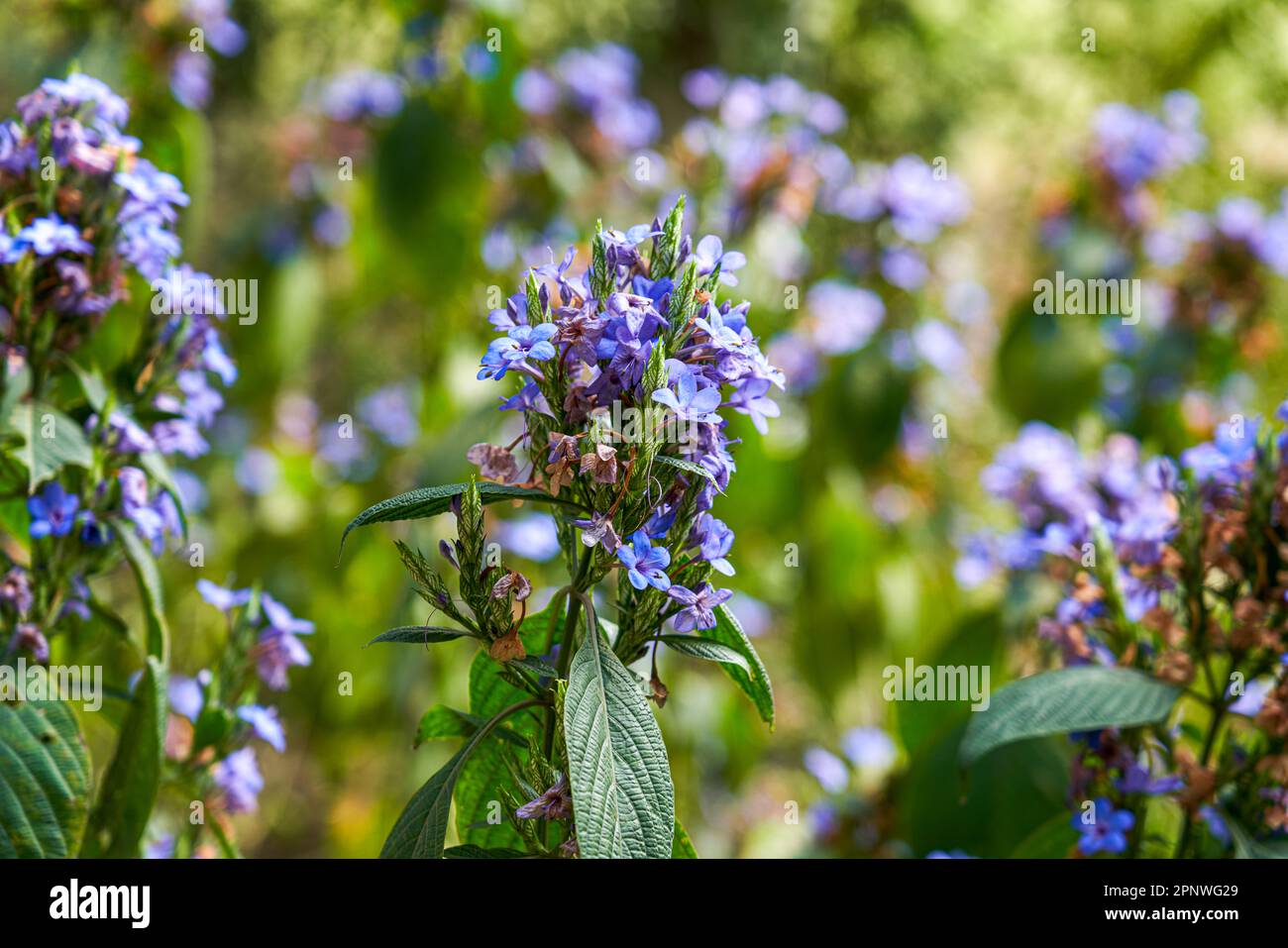 Lush blooming purple philodendron in the garden Stock Photo - Alamy