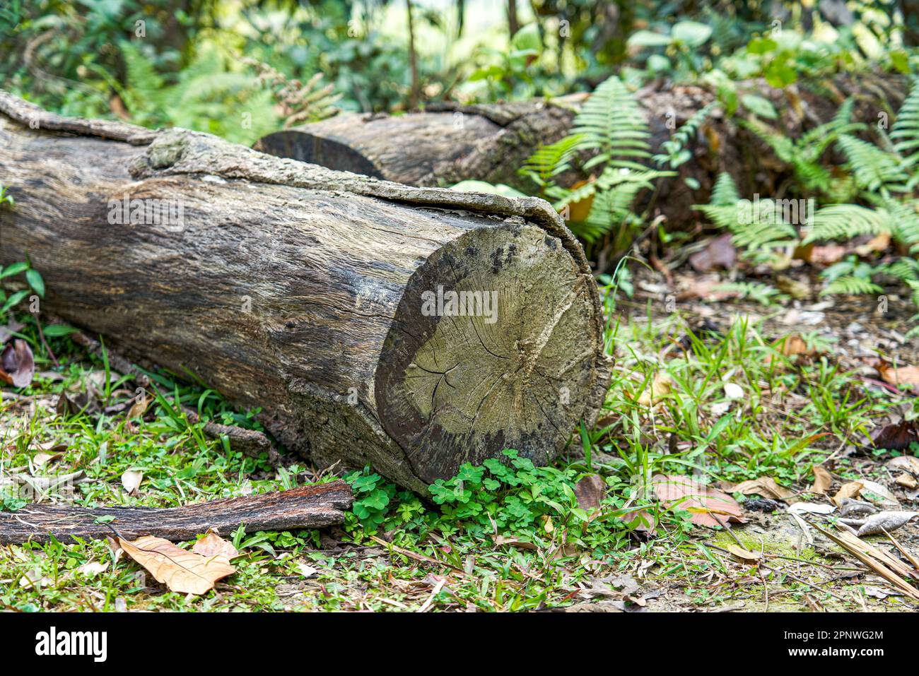 Dry log roots in hi-res stock photography and images - Alamy