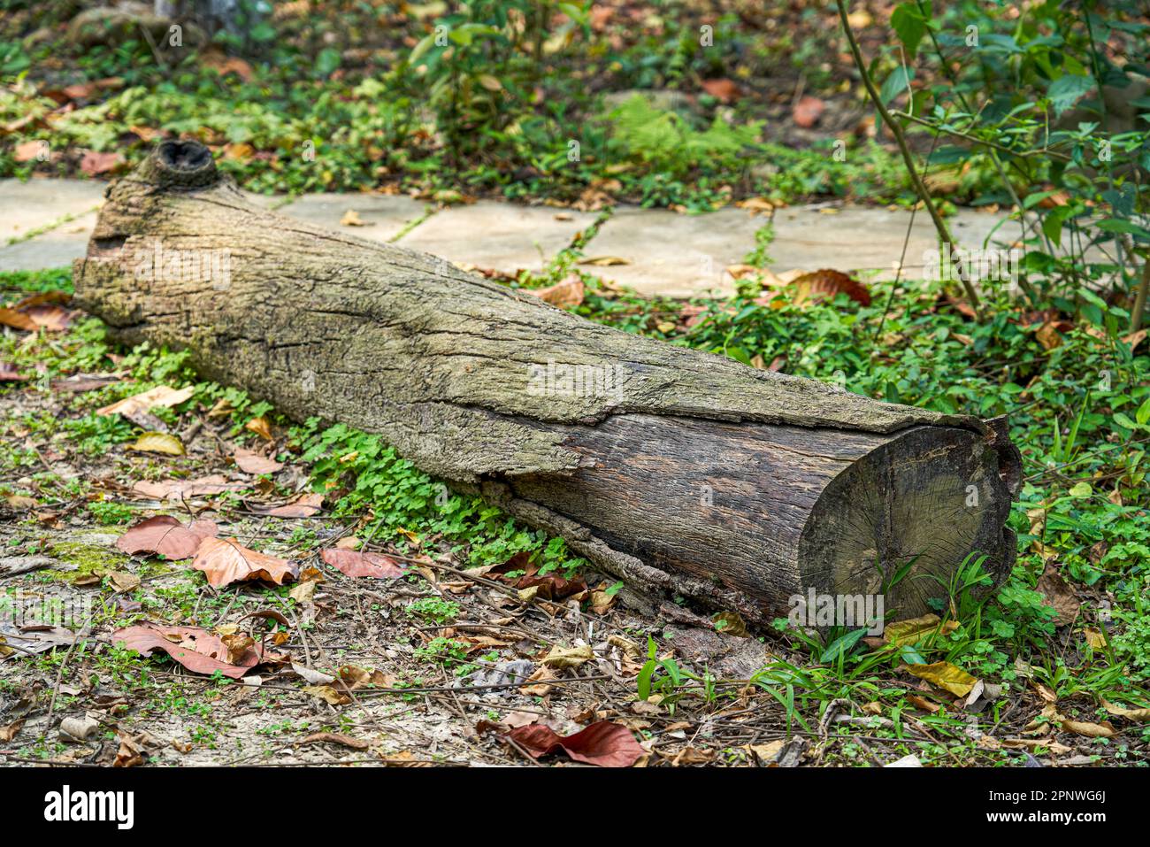 A huge log abandoned in a forest park Stock Photo - Alamy