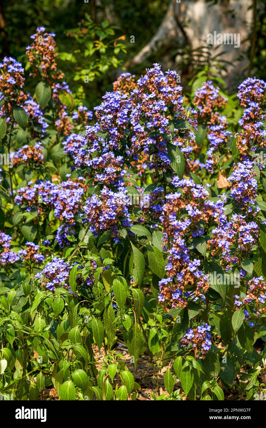 Philodendron species hi-res stock photography and images - Alamy