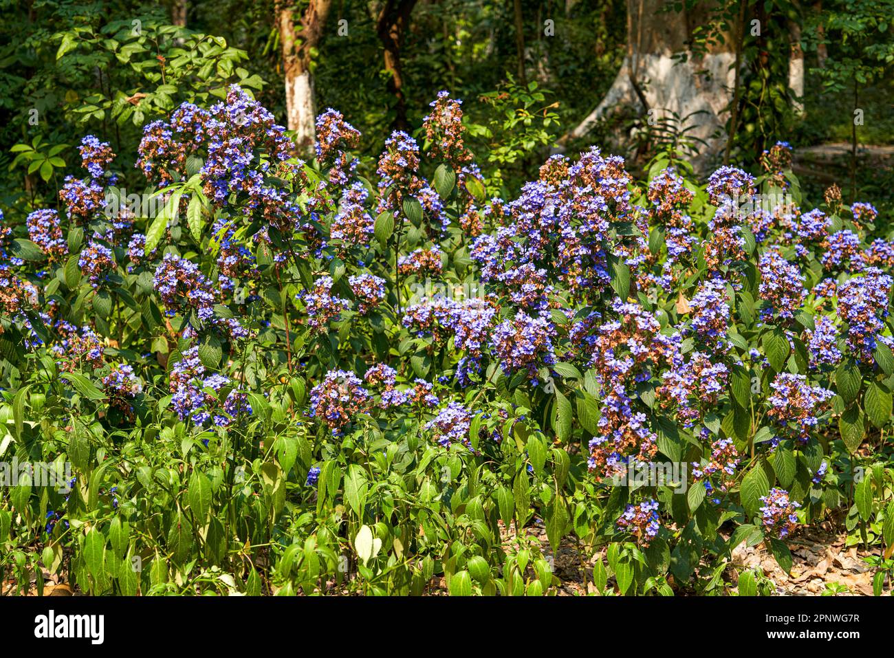 Philodendron species hi-res stock photography and images - Alamy