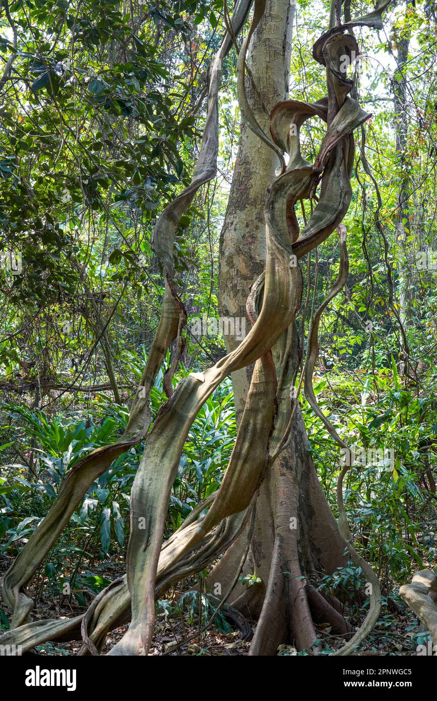 old trees growing in forest park Stock Photo - Alamy