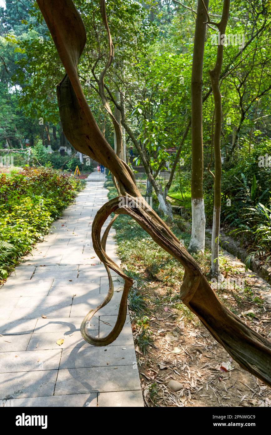 old trees growing in forest park Stock Photo - Alamy