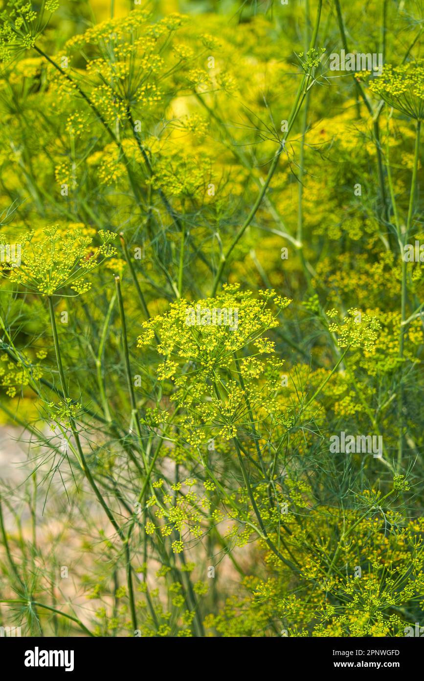 Lush blooming yellow dill flowers growing in the garden Stock Photo - Alamy