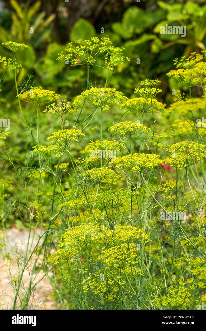 Lush blooming yellow dill flowers growing in the garden Stock Photo - Alamy