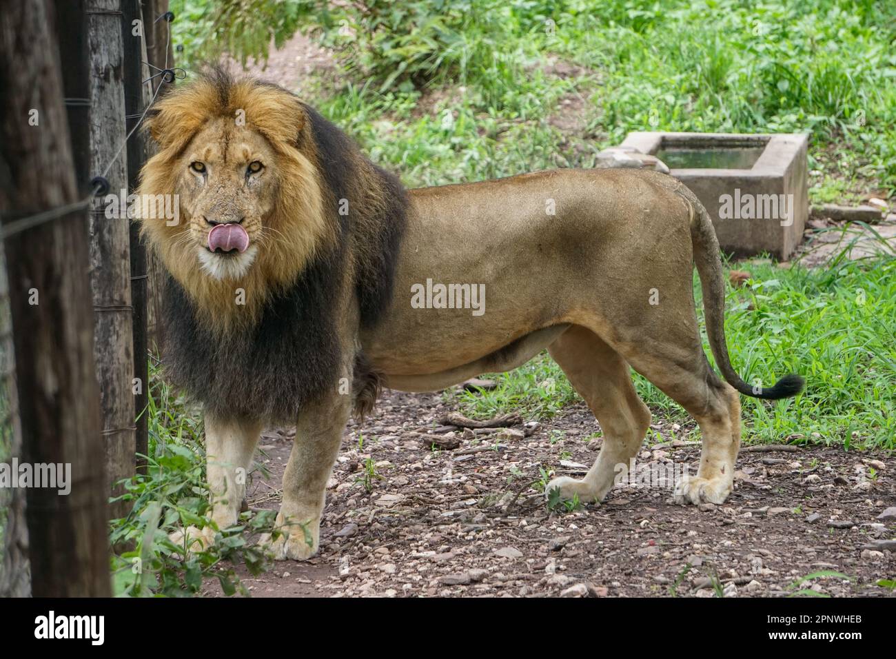 Dingane, 9, stands in his enclosure at Chinhoyi Caves Recreational Park ...