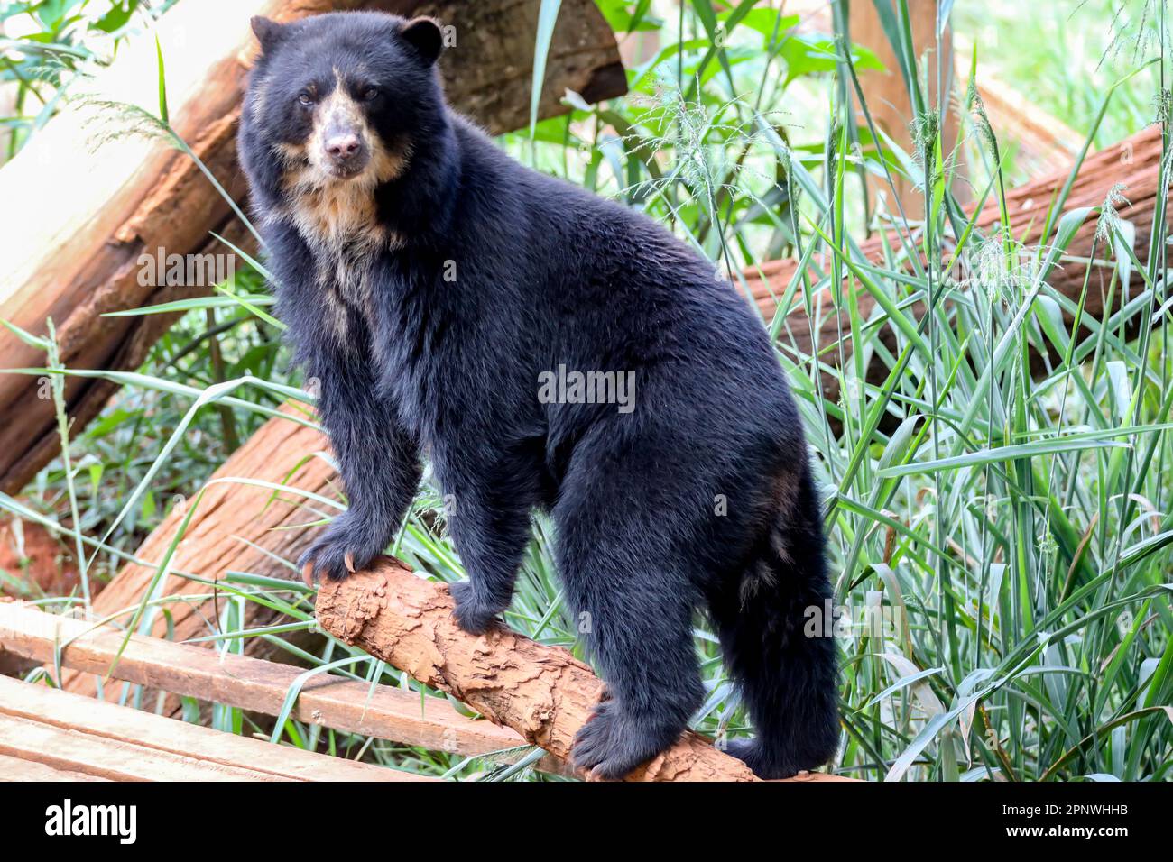 Spectacled bear (Tremarctos ornatus) in selective focus and depth blur ...