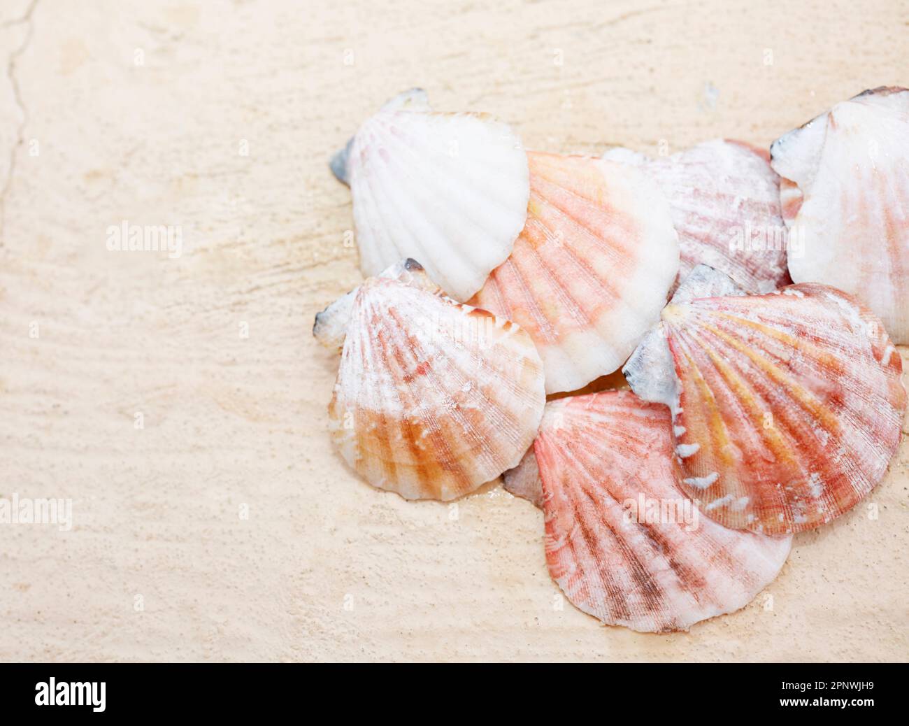 Close up snail shells macro shallow depth hi-res stock photography and ...