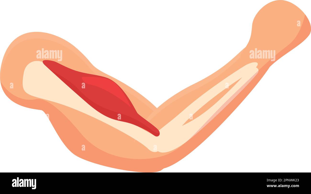 Flex muscle icon cartoon vector. Strong arm. Hand body Stock Vector ...