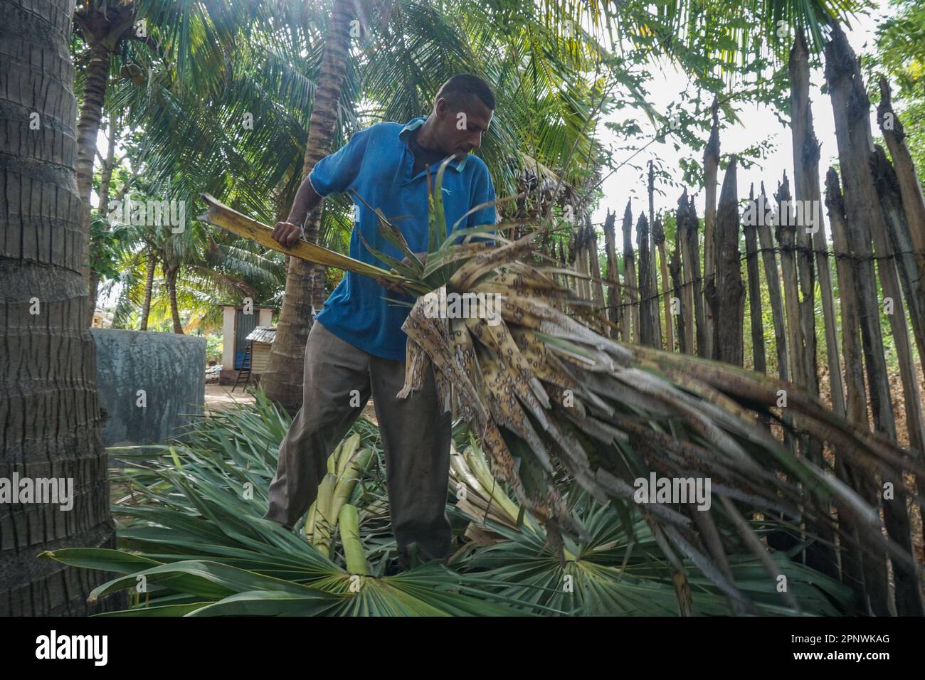 Chandrakala hi-res stock photography and images - Alamy