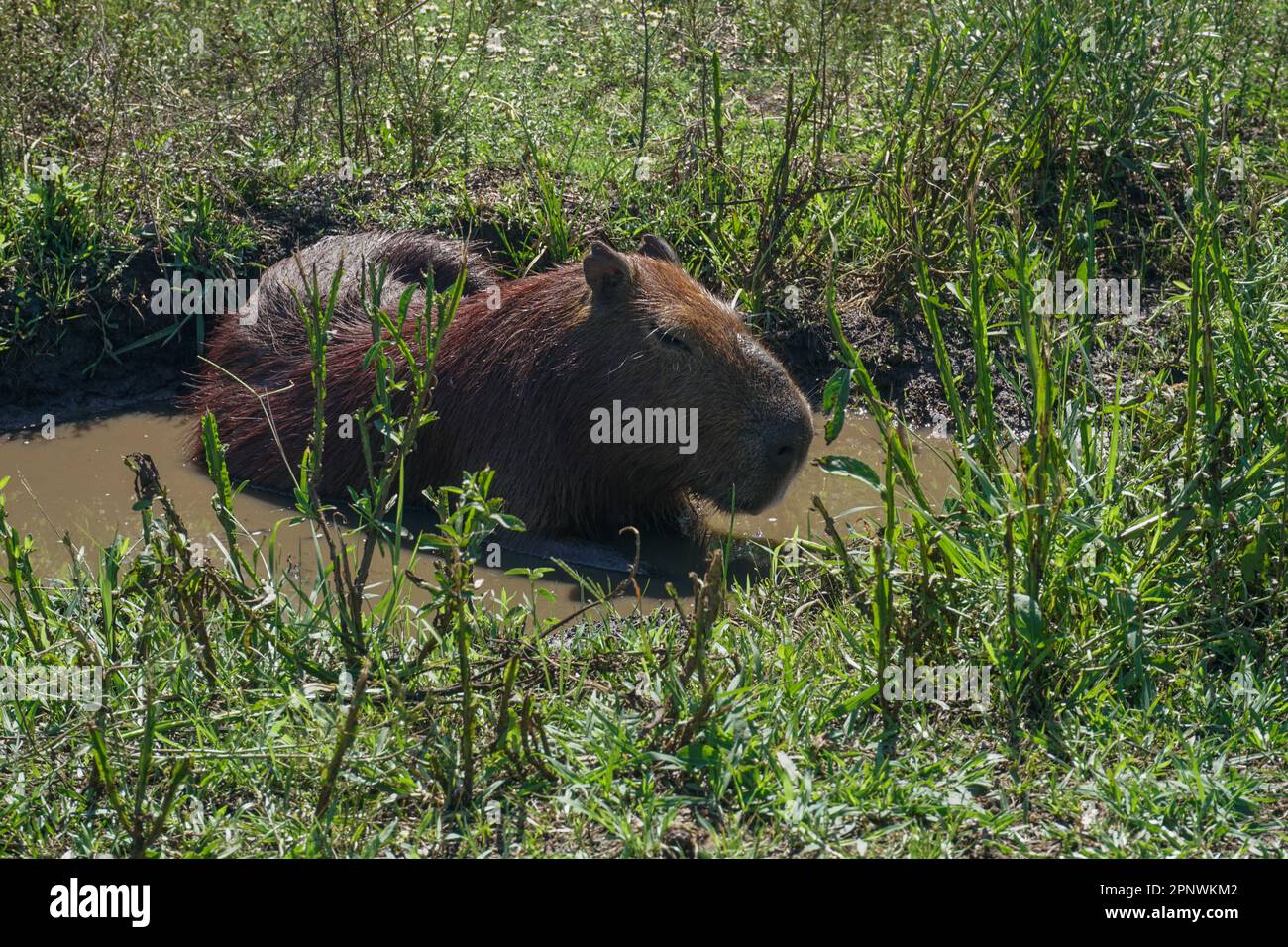 A capybara, also known as a carpincho, rests in the water at El Palmar ...