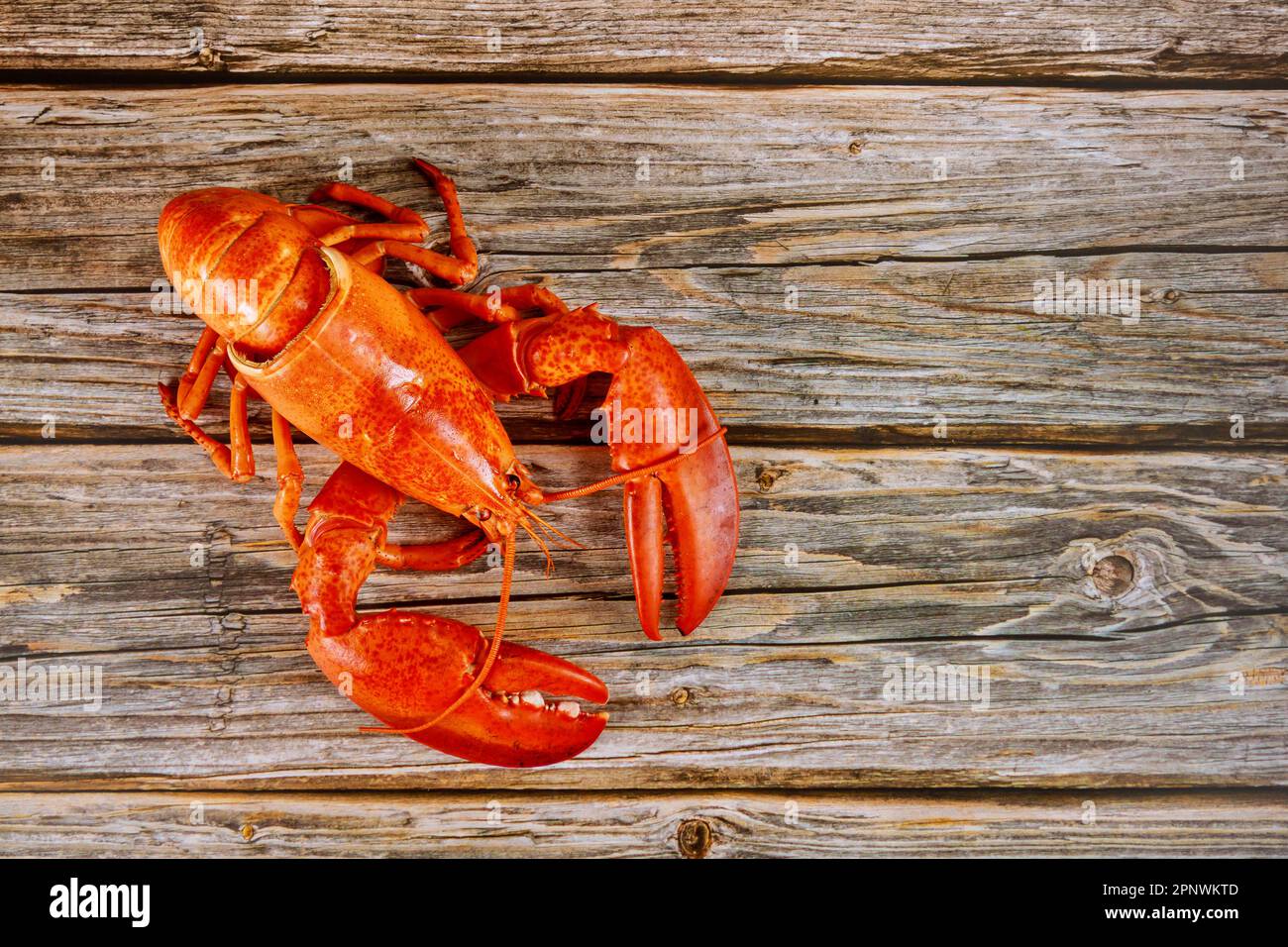 Red lobsters that are freshly steamed and boiled to perfection on wood ...