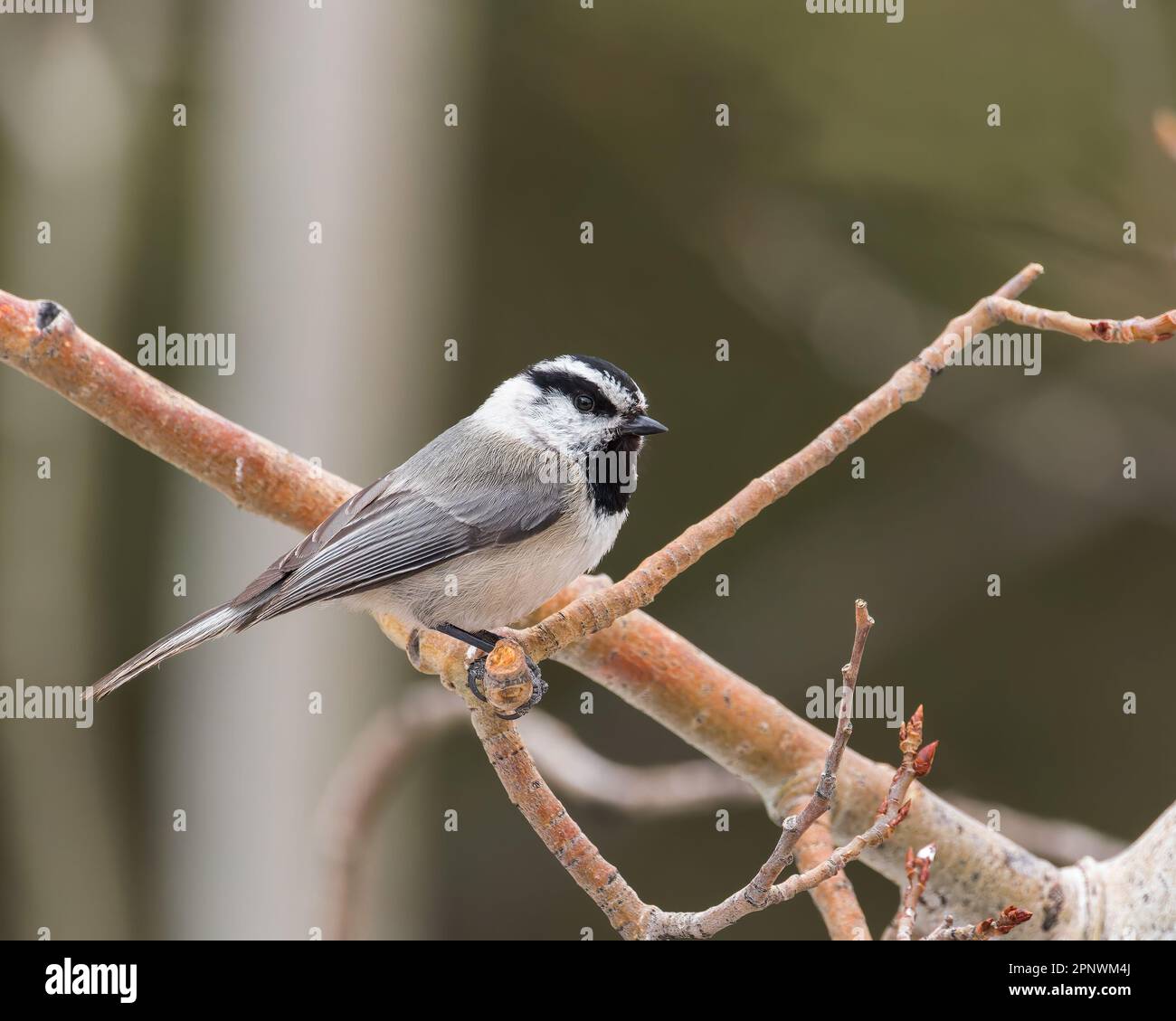 Chick a dee hi-res stock photography and images - Alamy