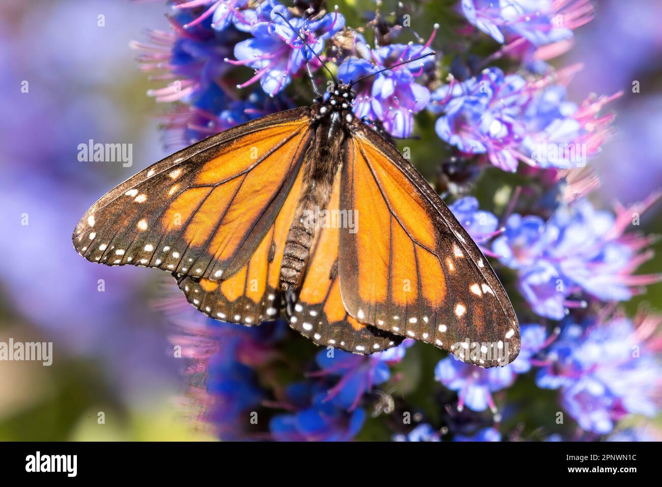 Monarch butterfly sipping nectar from Pride of Madeira flower. Palo ...