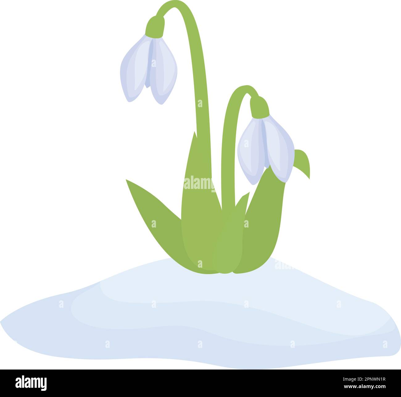 Spring snowdrop icon cartoon vector. Snow grass. Floral petal Stock ...