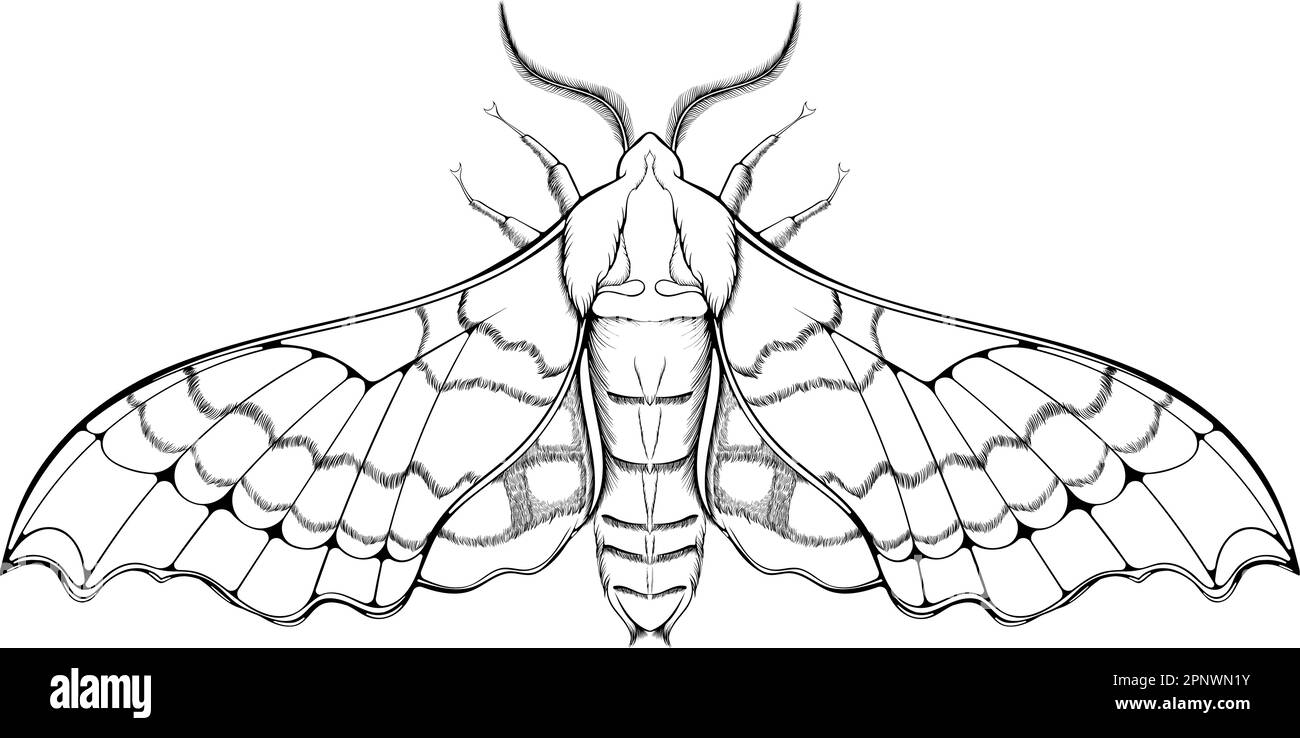 Close up white moth Stock Vector Images - Alamy