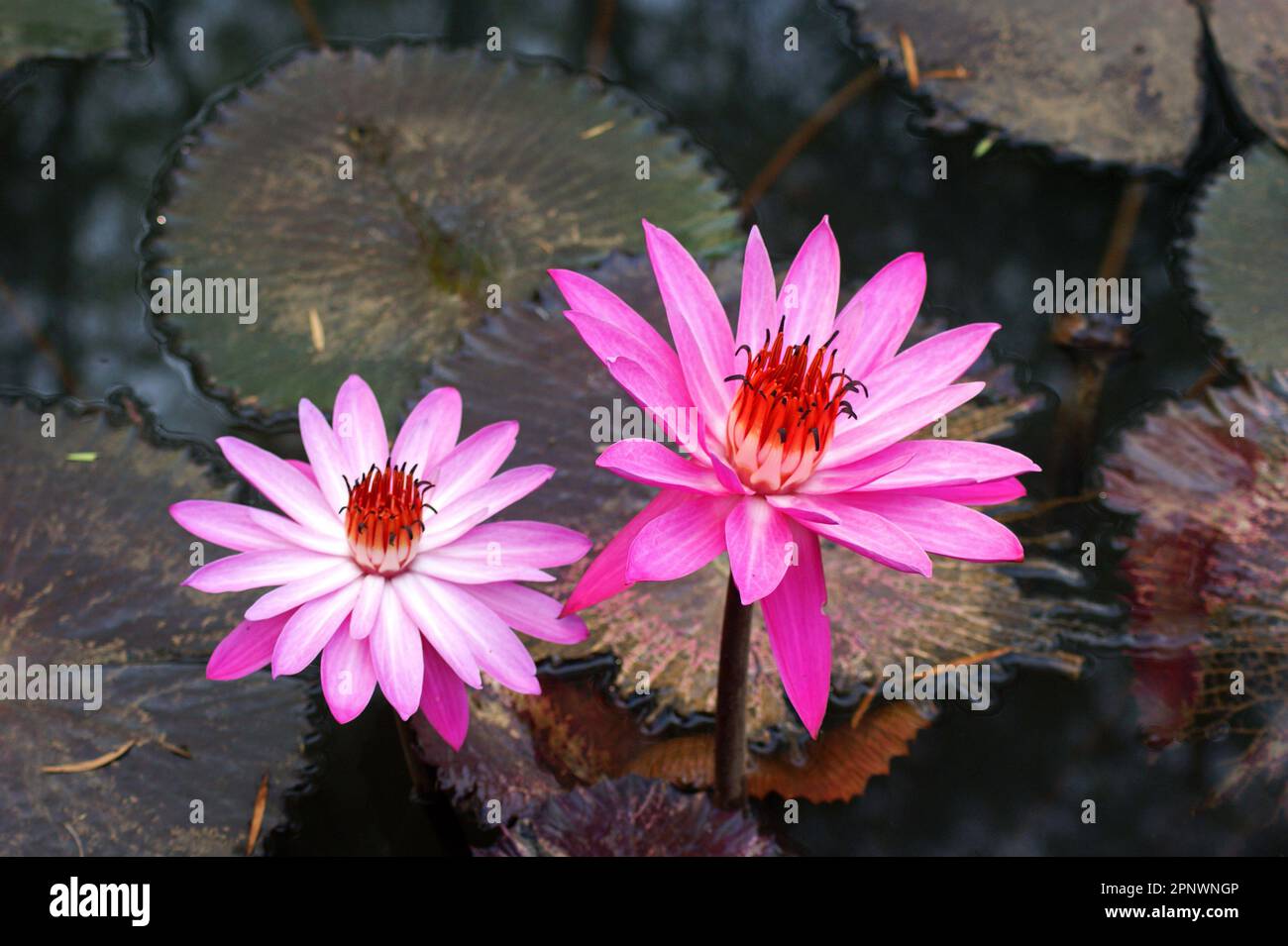 Bunga Teratai, Lotus Flower, at Taman Bunga Nusantara, Bogor, Indonesia ...