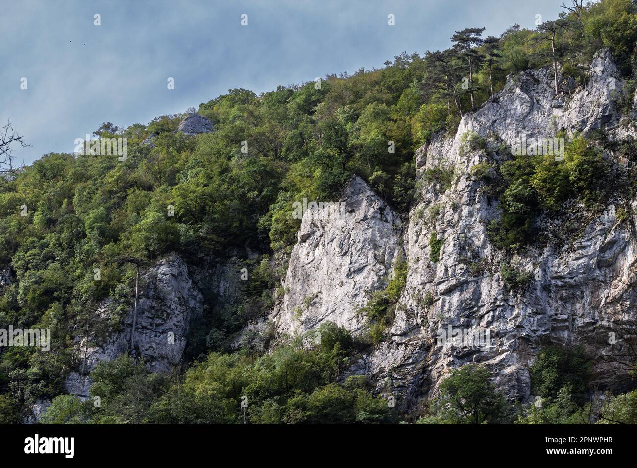 Picture of trees on a mountain cliff in the Carpathian mountains, in ...