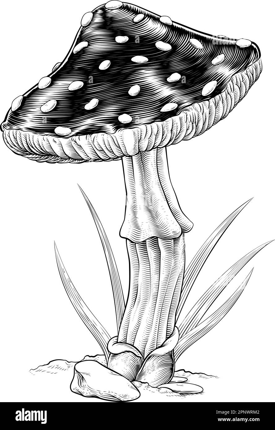 Mushroom Toadstool Fungus Vintage Engraved Woodcut Stock Vector Image ...