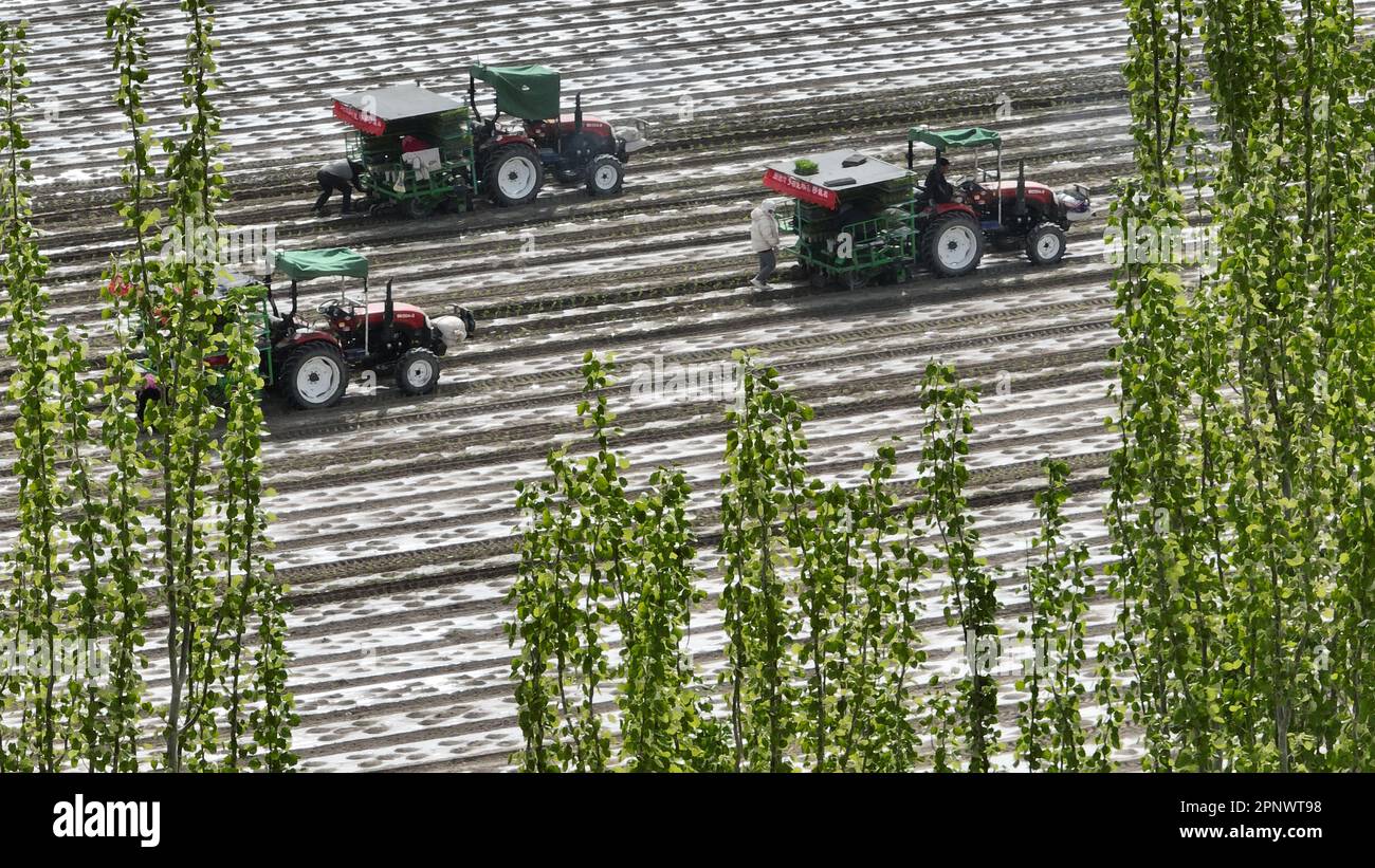 BAZHOU, CHINA - APRIL 20, 2023 - Automatic pepper transplanting ...