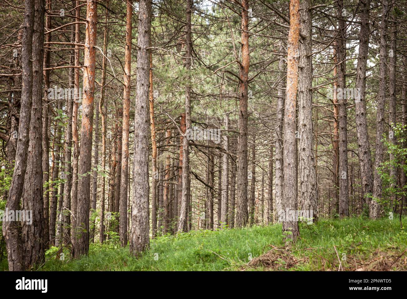 Picture of a typical pine forest in the Balkans, in a deep wood, in a ...