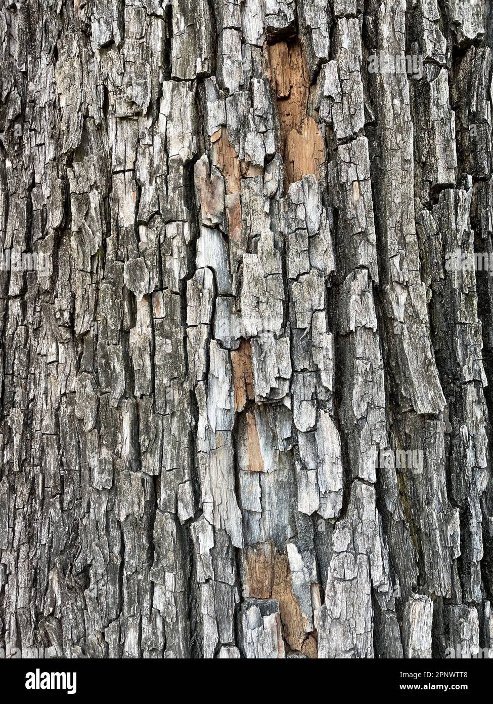Embossed texture of tree bark. Background of a tree trunk from the bark ...