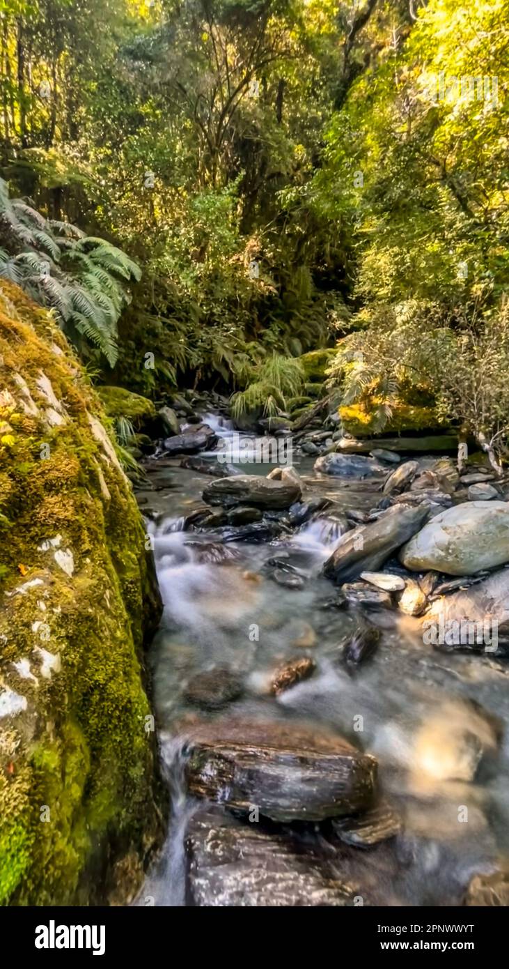 Fast Flowing river rapids deep in lush native bush in Roberts Point ...