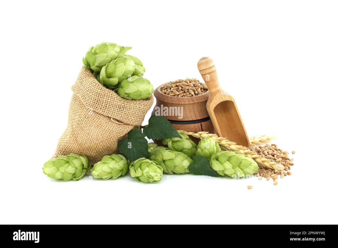 Fresh green hops cones with leaves spilling from a hessian bag near to ...