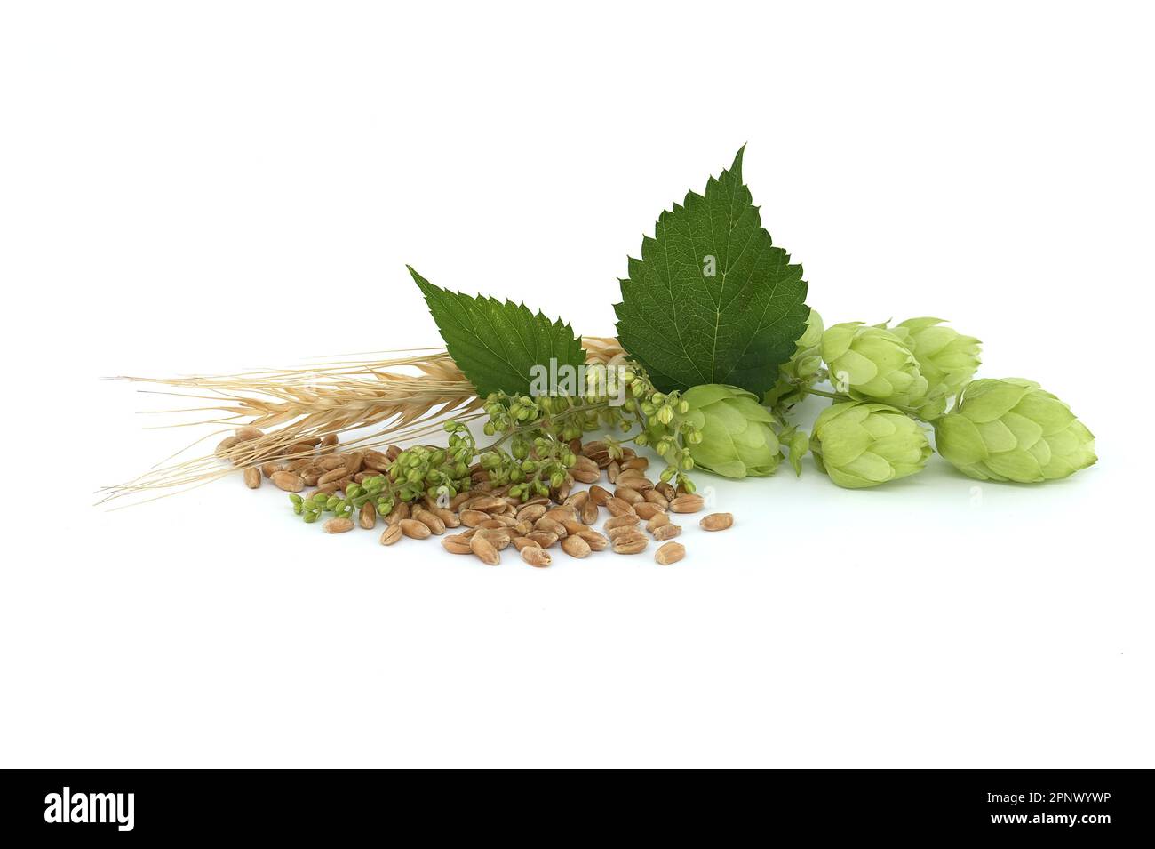 Hop cones and hop flowers near to wheat grain seeds isolated on a white ...