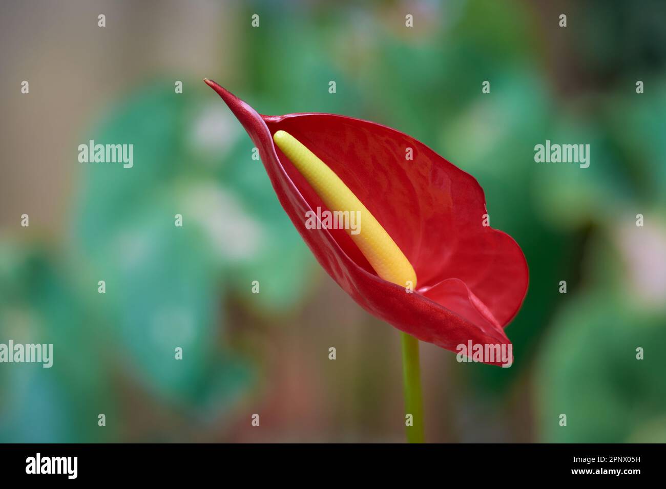 red anthurium flower, also known as tailflower, flamingo and laceleaf ...