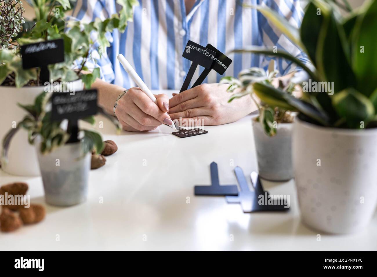 Domestic woman variegated monstera growing care writing sign plate ...