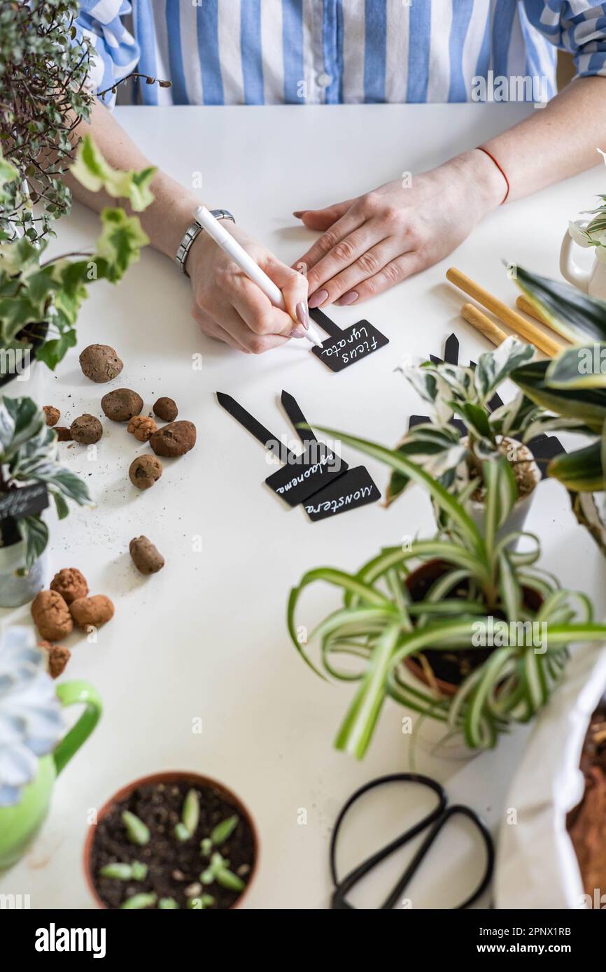 Domestic woman variegated monstera growing care writing sign plate ...