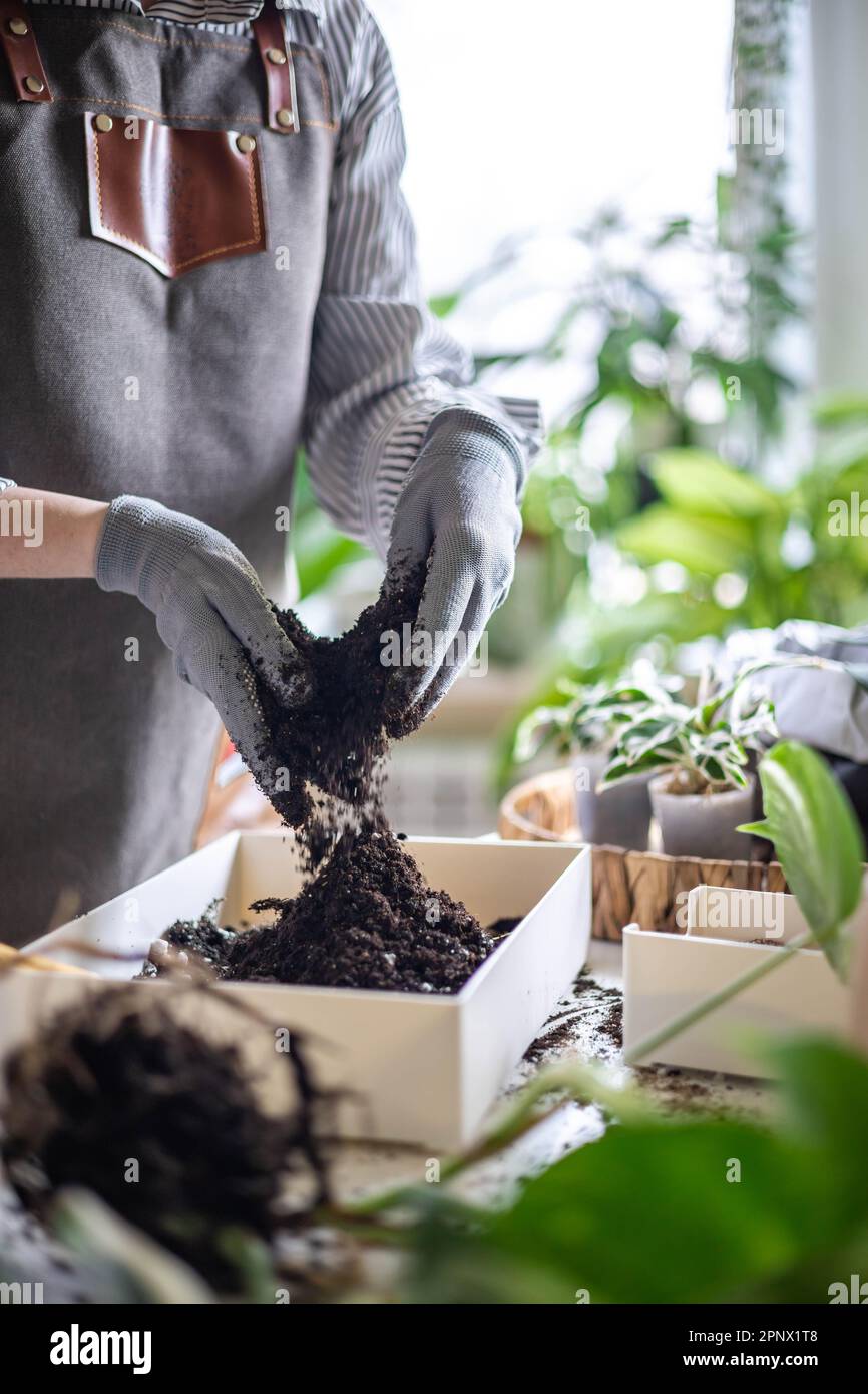 Female gardener hands mixing priming ground soil variegated monstera ...