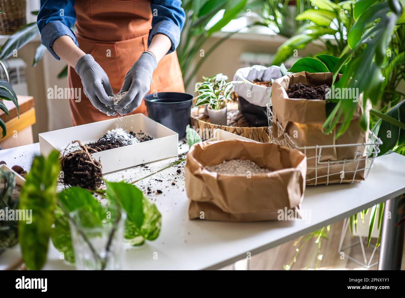 Female gardener hands mixing priming ground soil variegated monstera ...