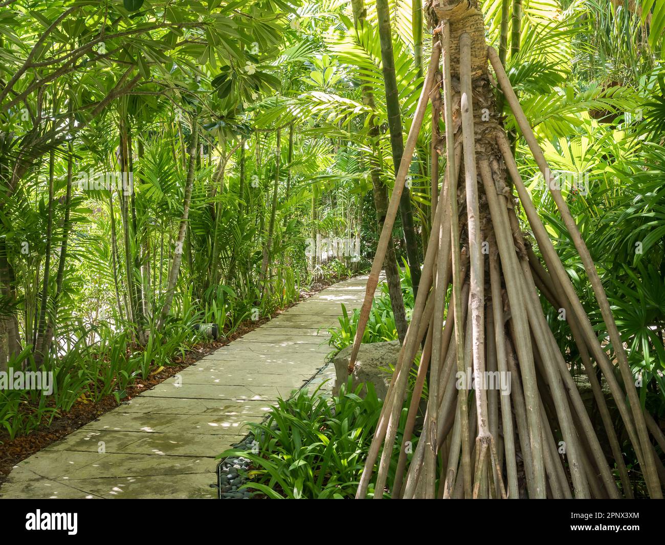 walk way path in the tropical garden Stock Photo - Alamy