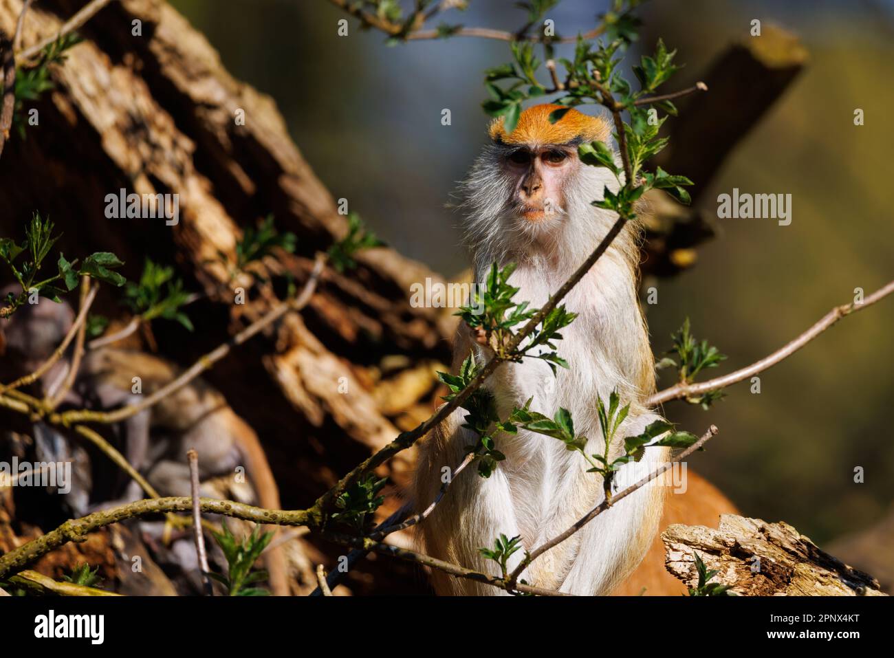 a portrait of a hussar monkey in a zoo Stock Photo - Alamy