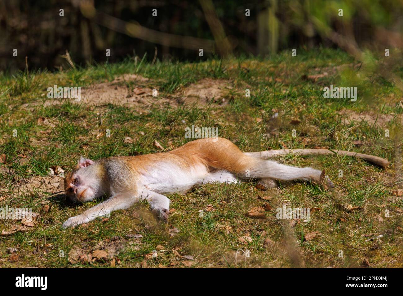 a portrait of a hussar monkey in a zoo Stock Photo - Alamy
