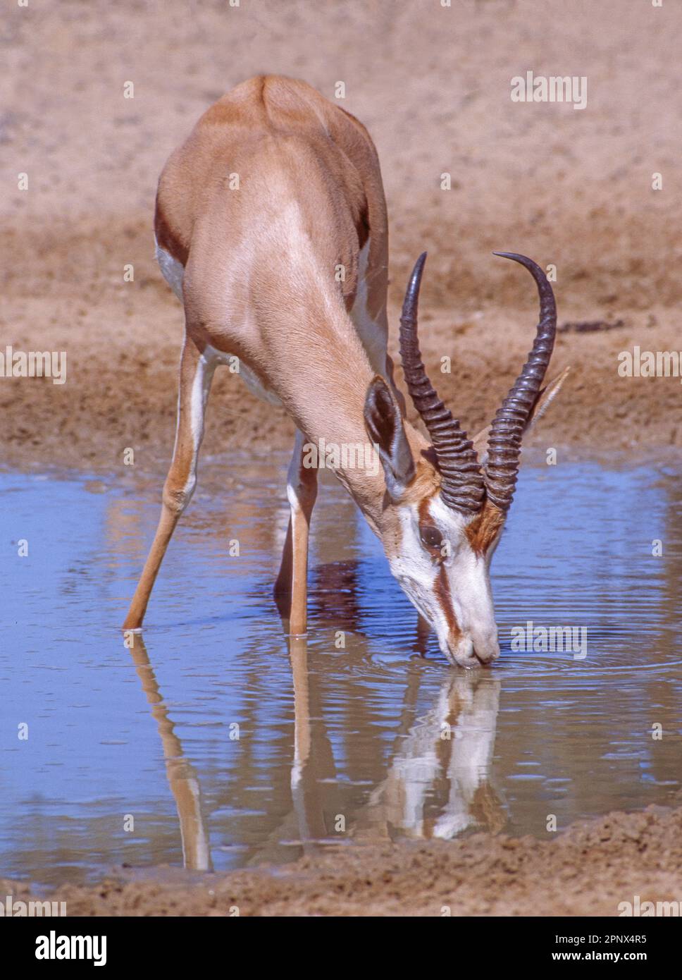 A springbok ram drinking at a waterhole in the Kgalagadi Transfrontier ...