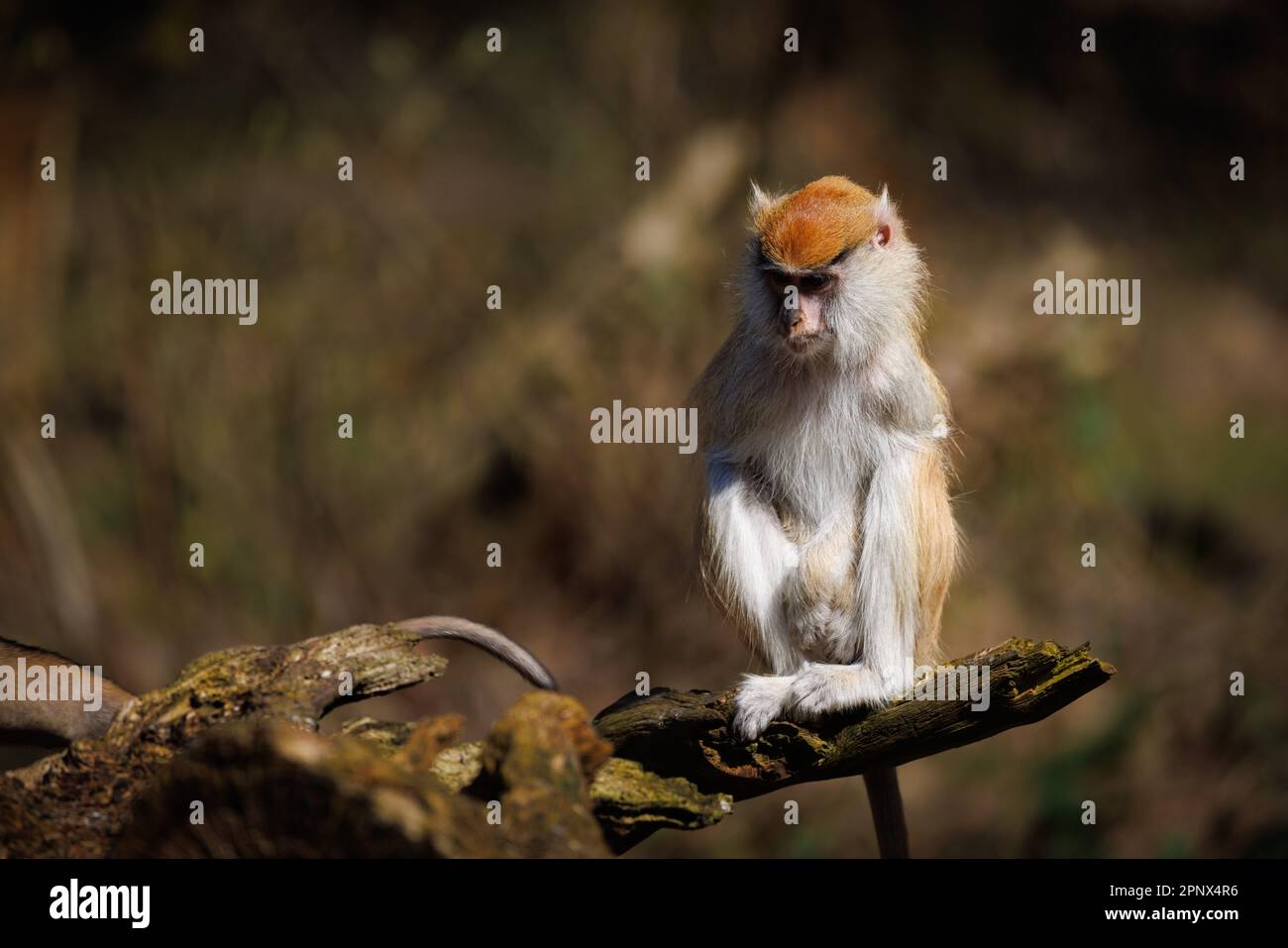a portrait of a hussar monkey in a zoo Stock Photo - Alamy